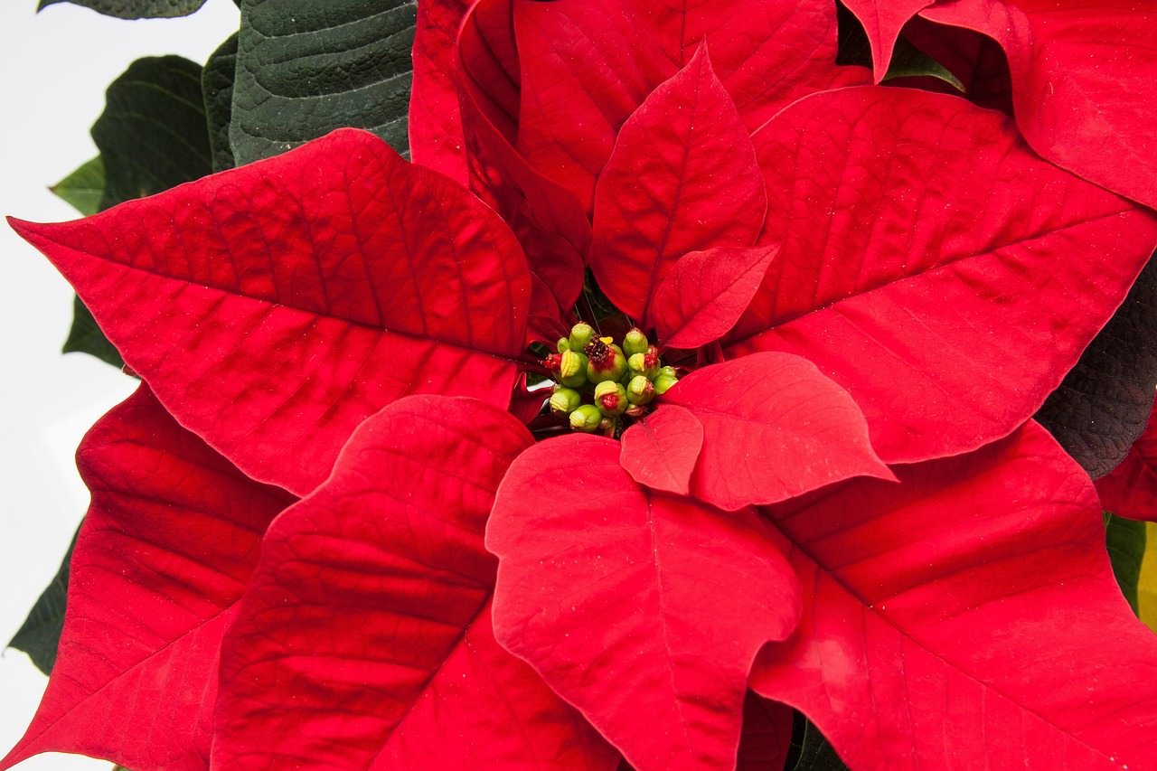Poinsettias and Christmas - Colleen Angela Van Etten